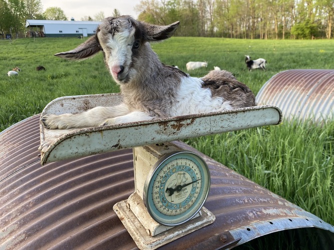 For The Love of the Kiko Meat Goat - Goat Journal